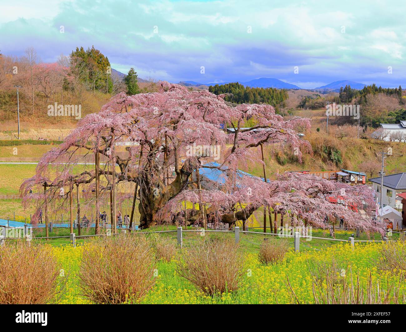 Miharu Takizakura, (cherry tree more than 1,000 years old) at ...