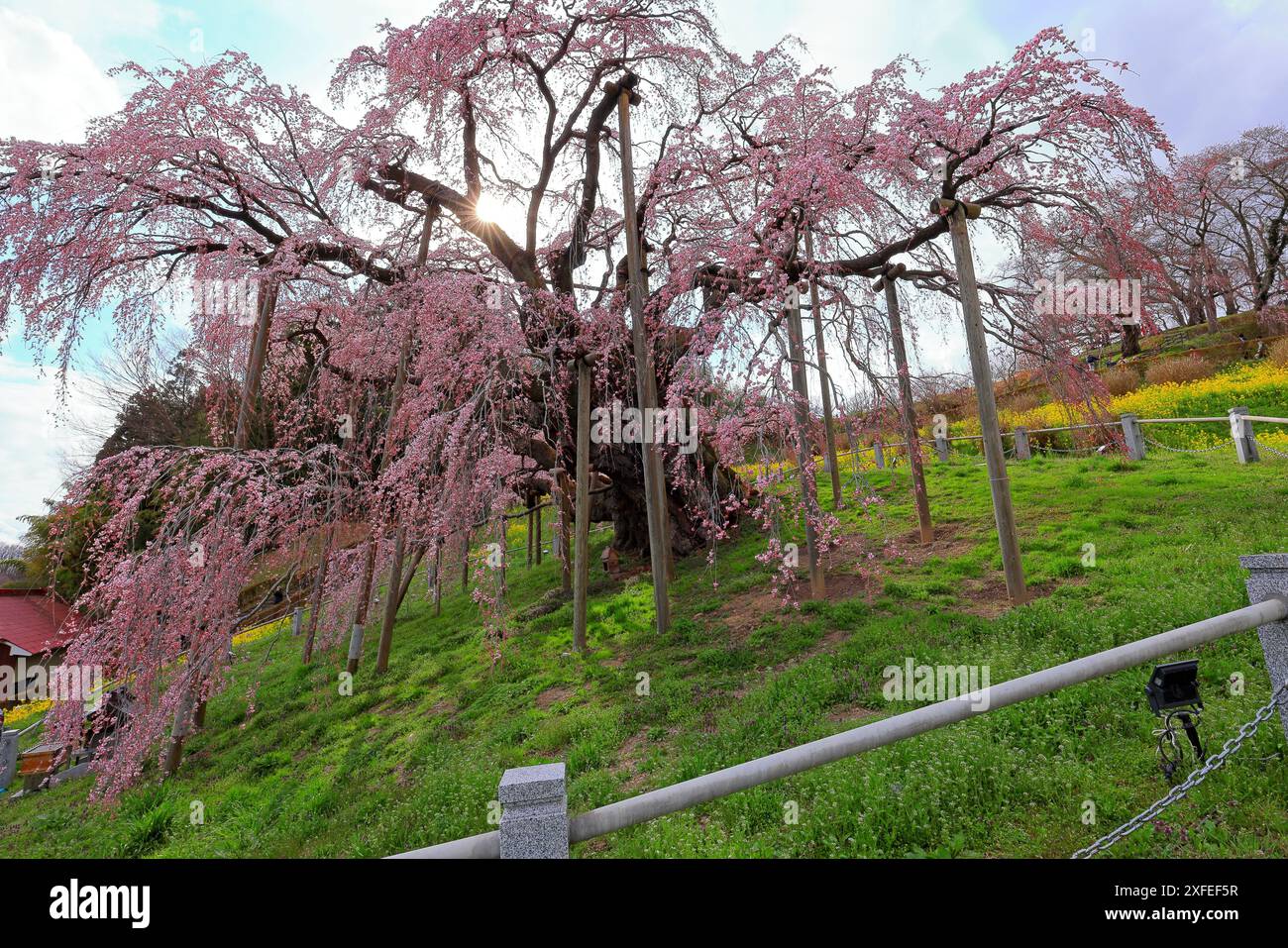 Miharu Takizakura, (cherry tree more than 1,000 years old) at ...