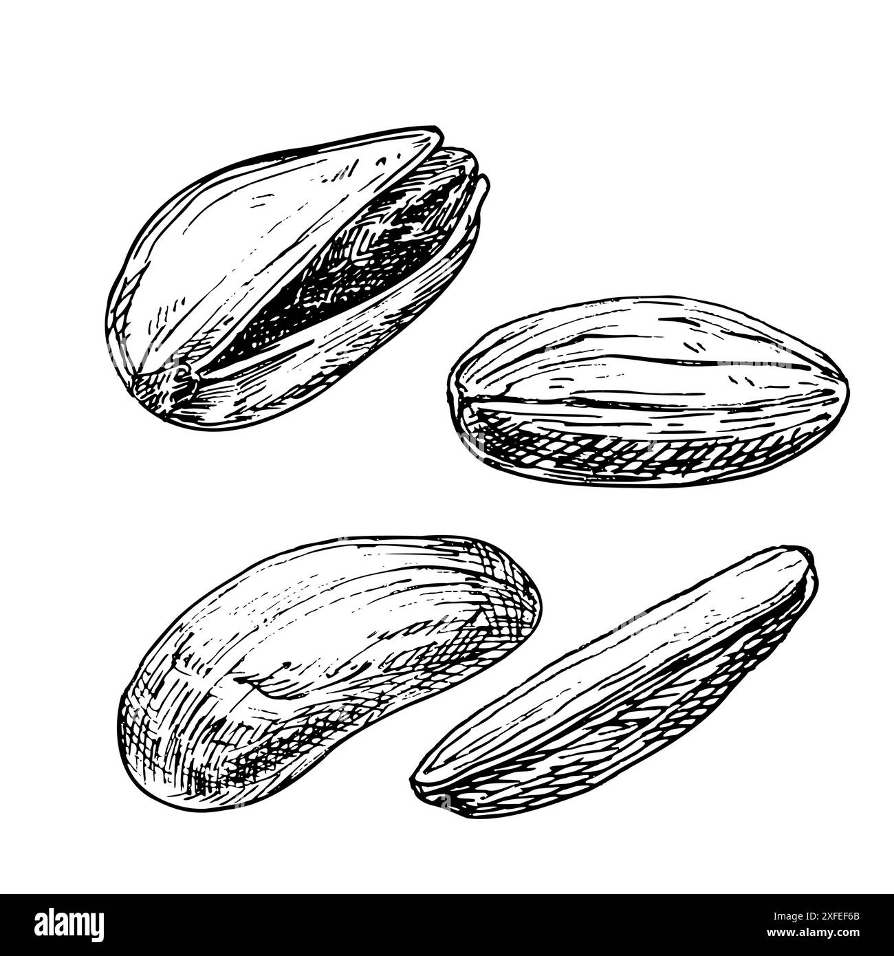 Pistachio nut graphic vector illustration set. Botanical drawing sketch ...