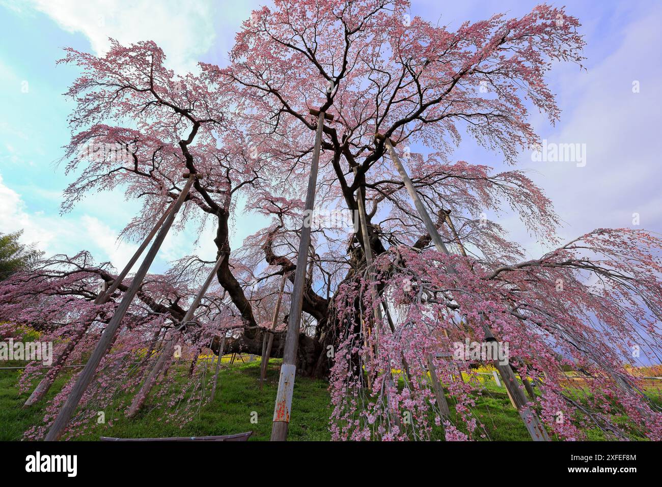 Miharu Takizakura, (cherry tree more than 1,000 years old) at ...