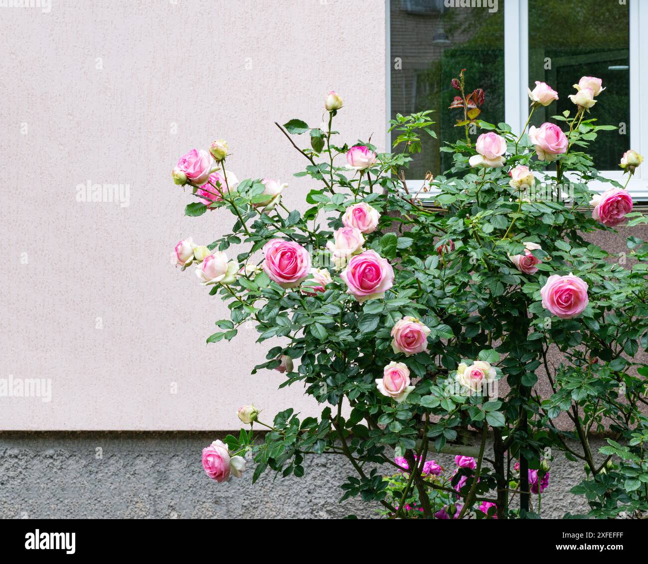 Climbing red rose flowers near house window. Pink rose flowers in ...