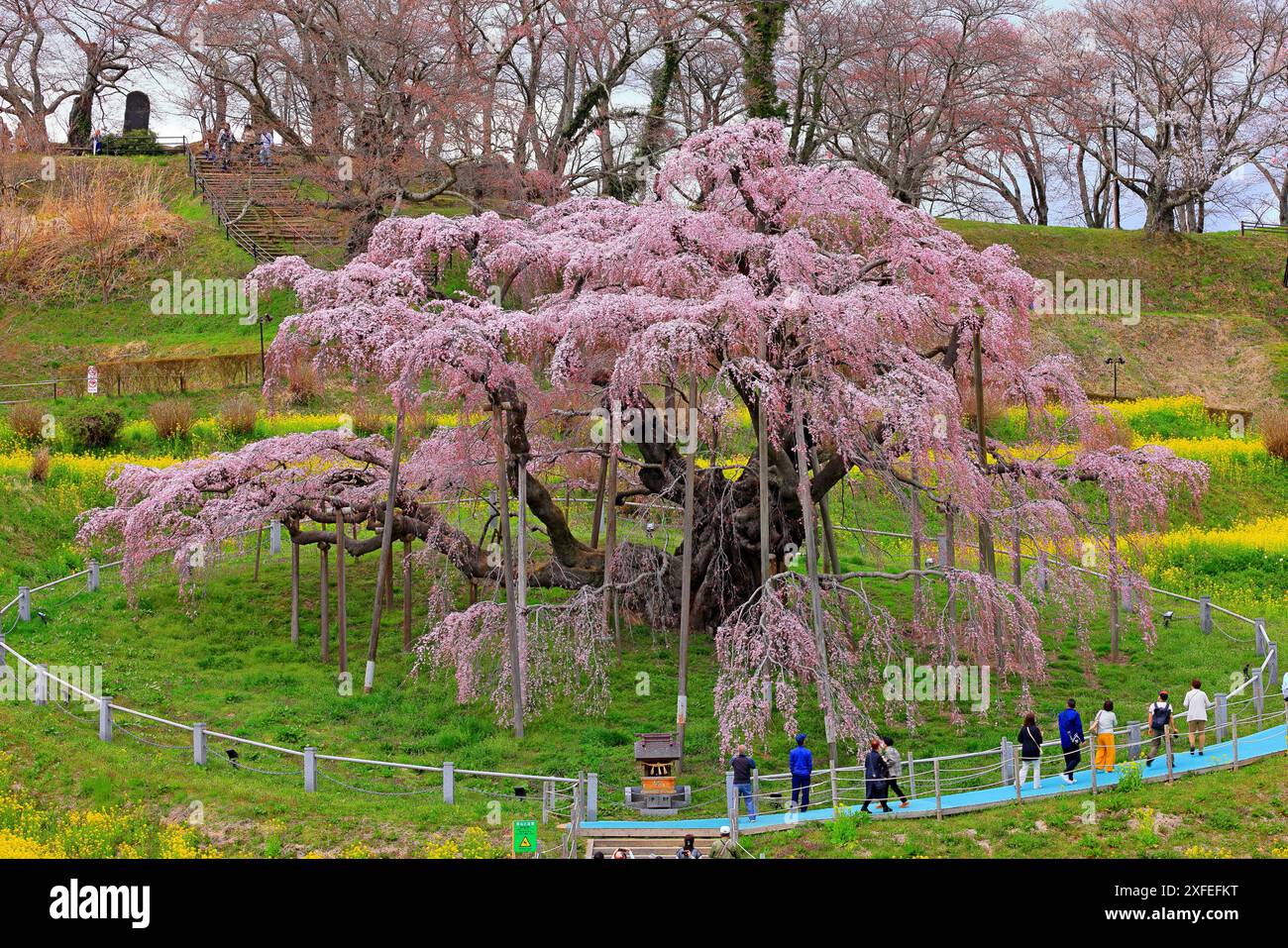 Miharu Takizakura, (cherry tree more than 1,000 years old) at ...