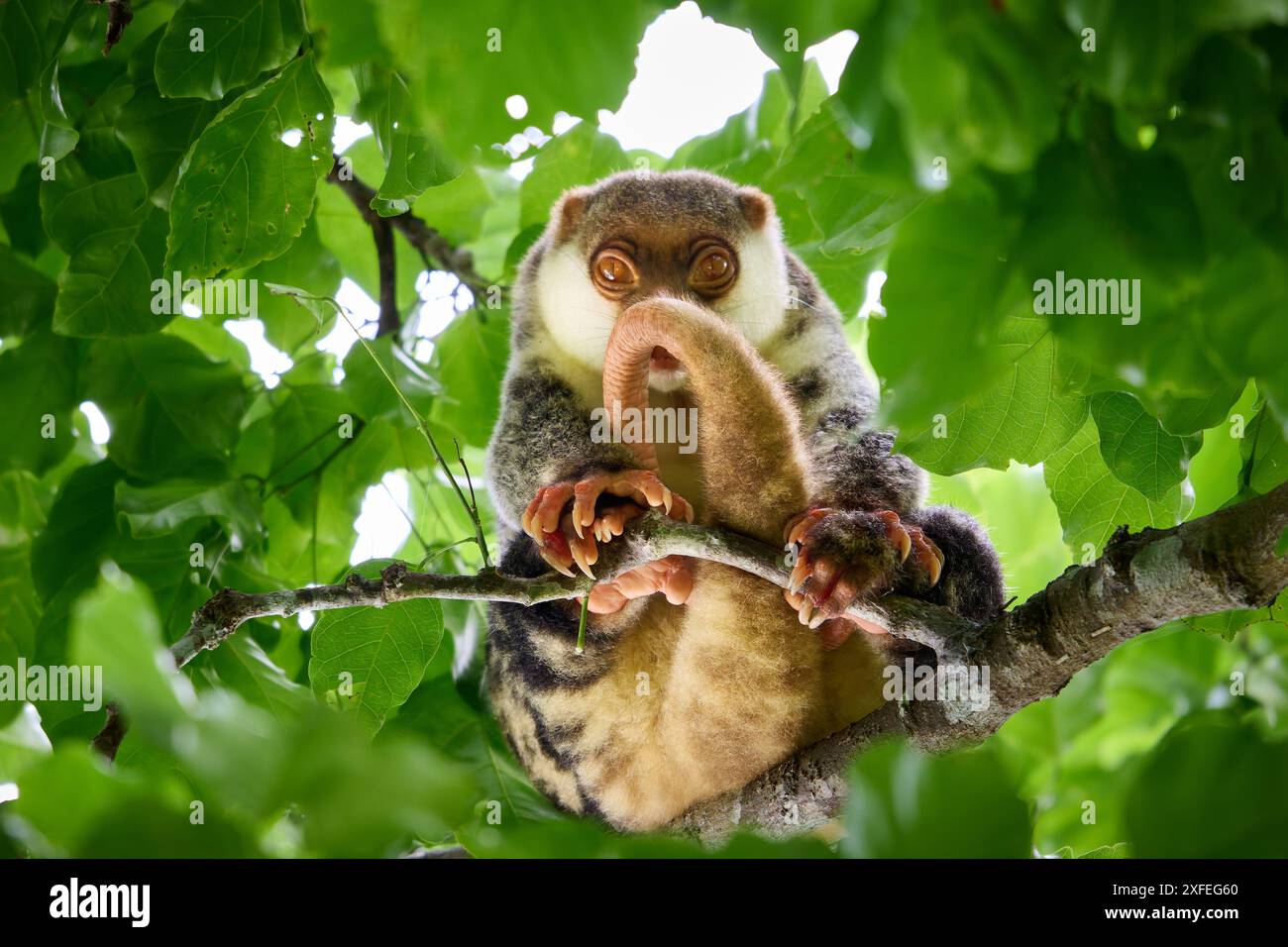 Waigeou cuscus or Waigeou spotted cuscus (Spilocuscus papuensis), Raja ...