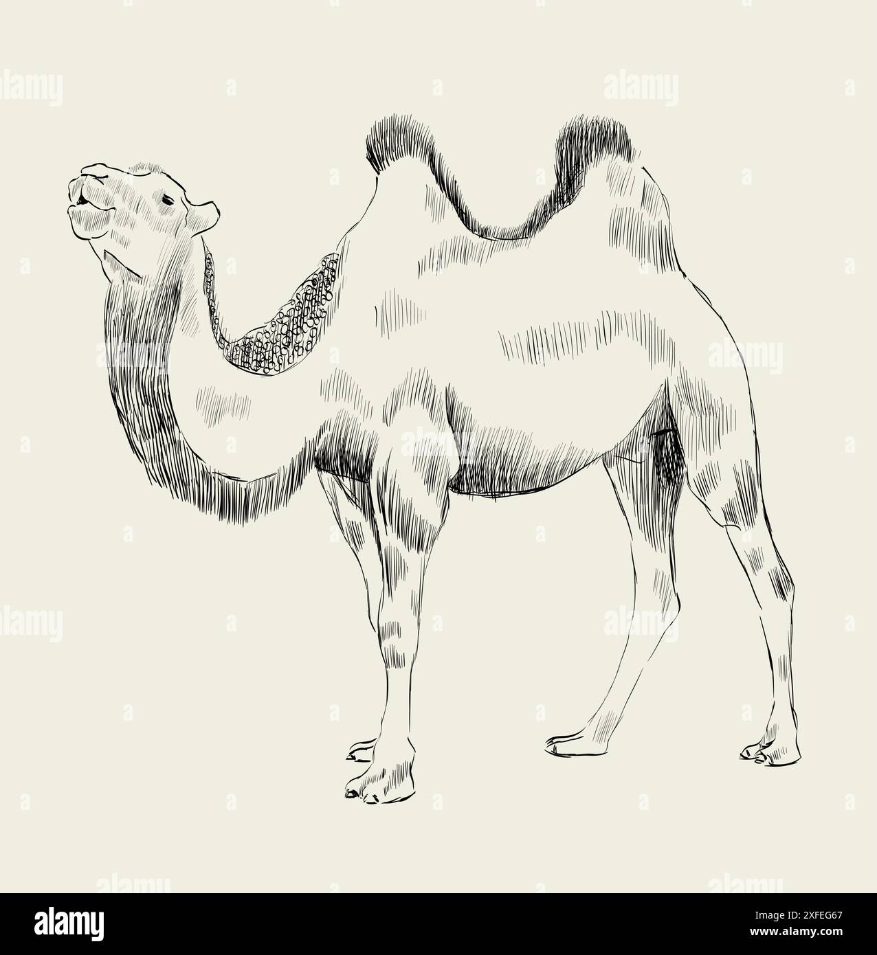 sketch of Bactrian camel on a beige background Stock Vector Image & Art ...