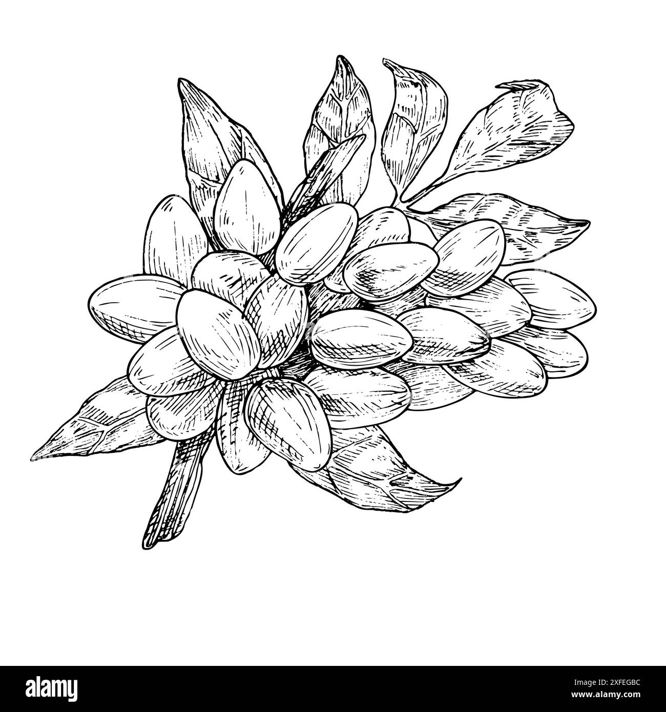 Pistachio tree fruit and leaves graphic vector illustration. Botanical ...
