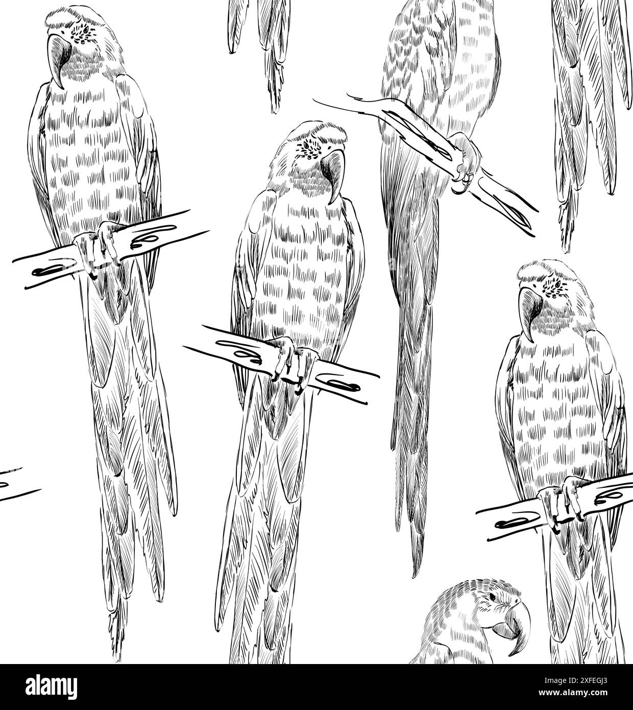 Vector sketch of a parrots. Seamless pattern Stock Vector Image & Art ...