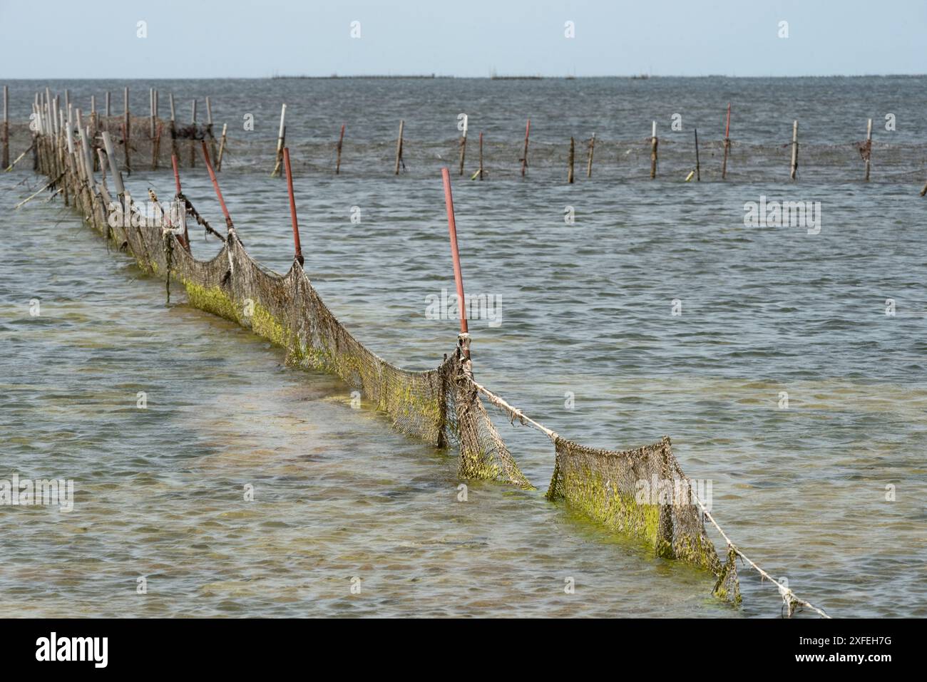 Fishing traps used by Kerkennah fishermen, a unique method of catching ...