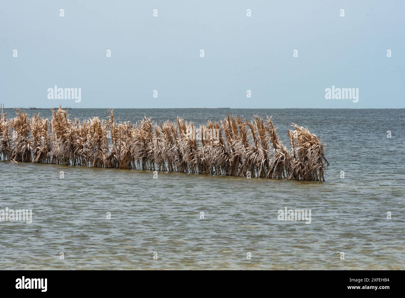 Fishing traps used by Kerkennah fishermen, a unique method of catching ...