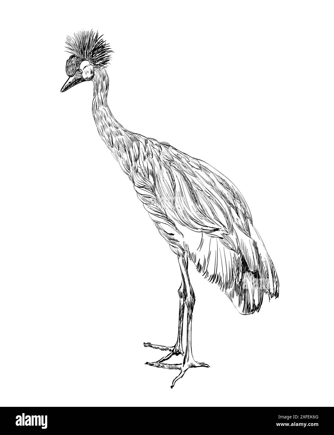 Vector Crowned Crane sketch on a white background Stock Vector Image ...