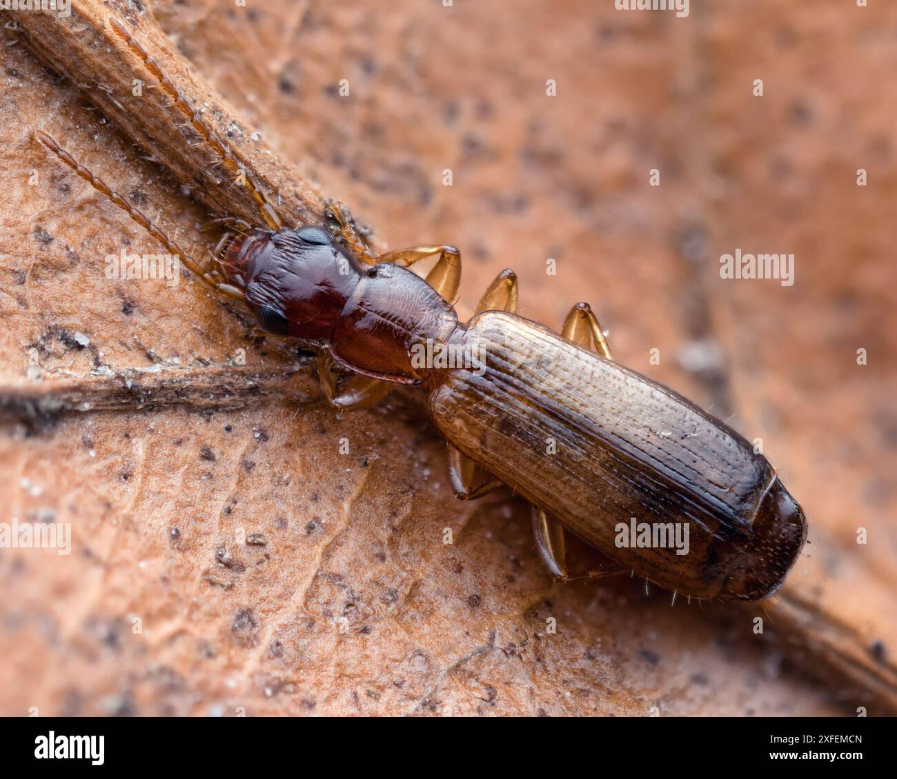 Dorsal view of Paradromius linearis ground beetle. Tipperary, Ireland ...