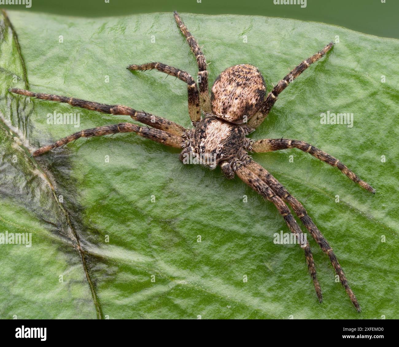 Crab spider philodromus sp hi-res stock photography and images - Alamy