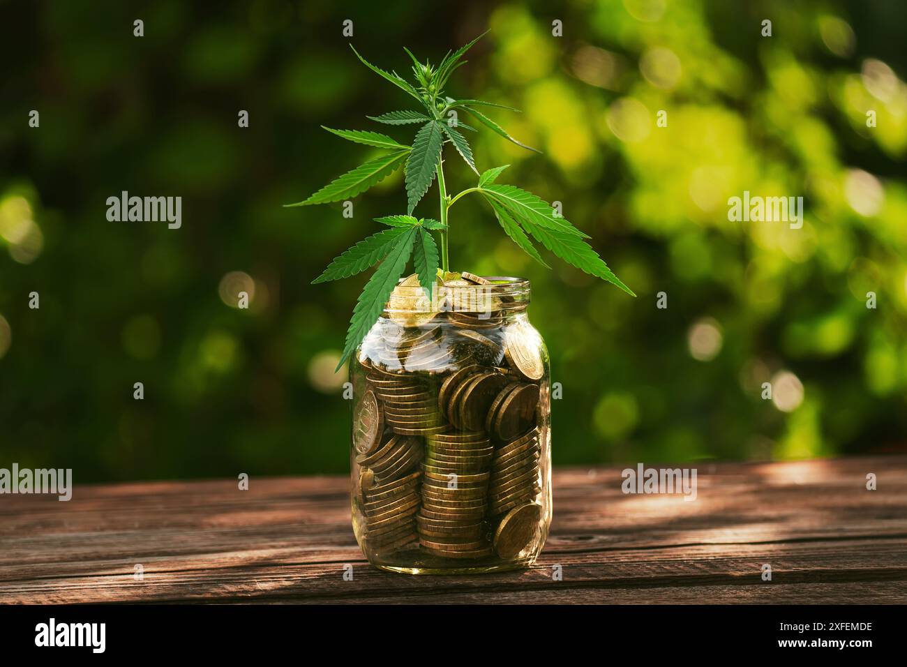Close up leaf green fresh of marijuana tree on coin pile on wooden ...
