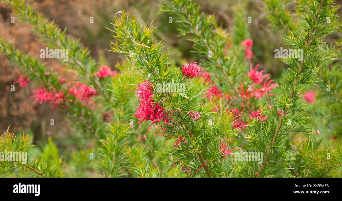 Glendurgan garden hi-res stock photography and images - Alamy