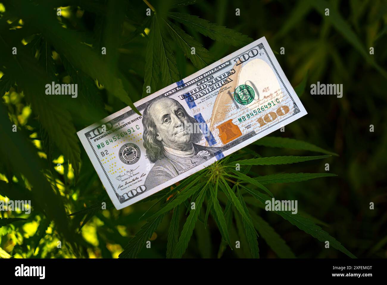 Cannabis on hundred dollar bills hi-res stock photography and images ...