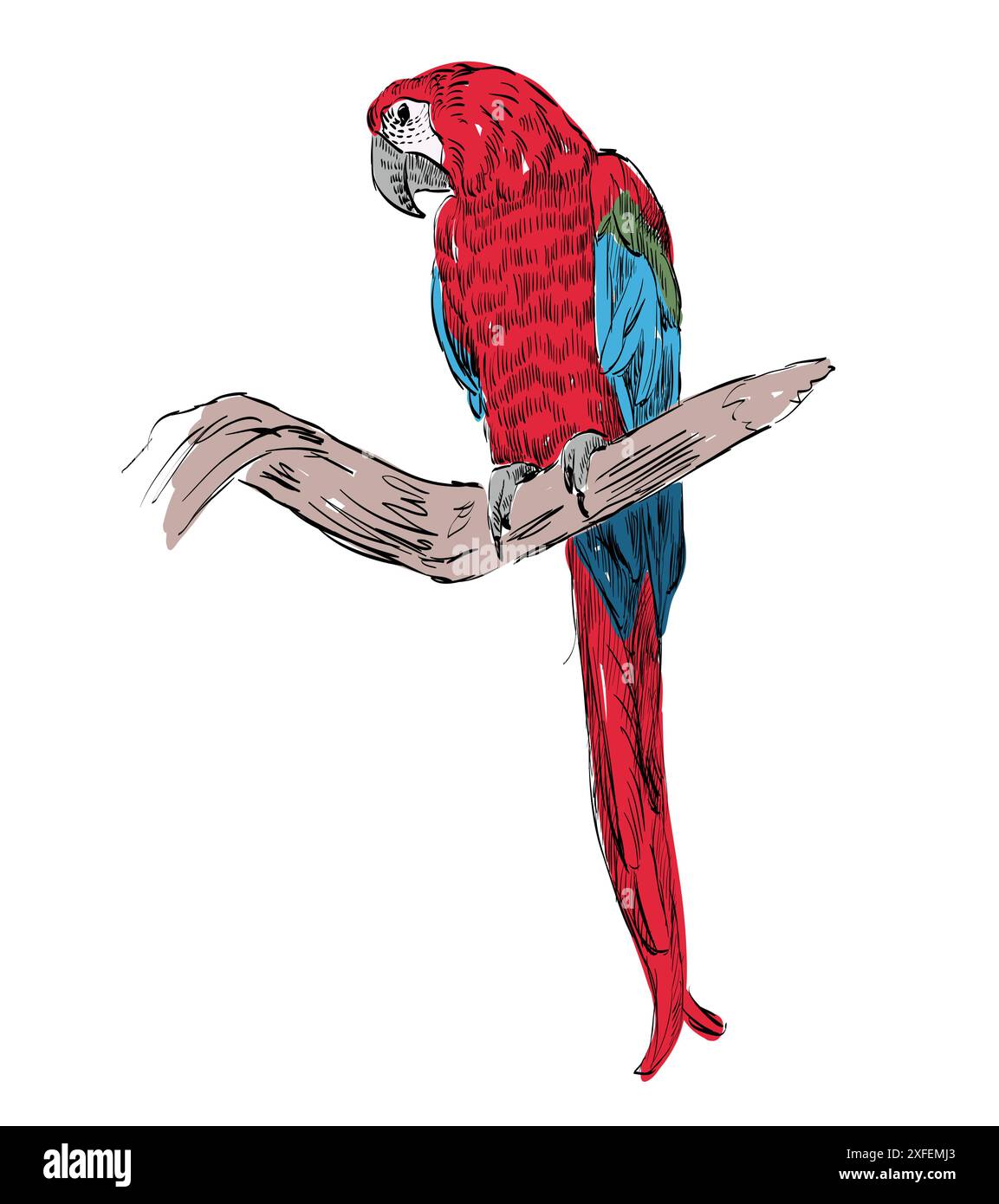 Vector sketch of a parrot. Hand drawn illustration Stock Vector Image ...