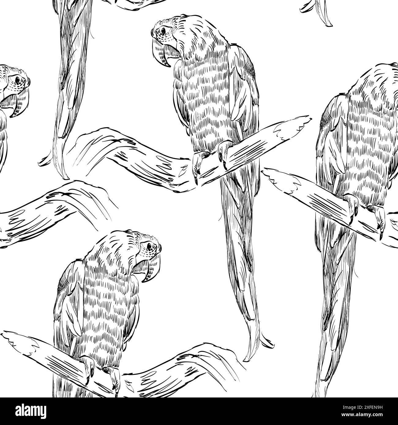 Vector sketch of a parrot. Hand drawn illustration Stock Vector Image ...