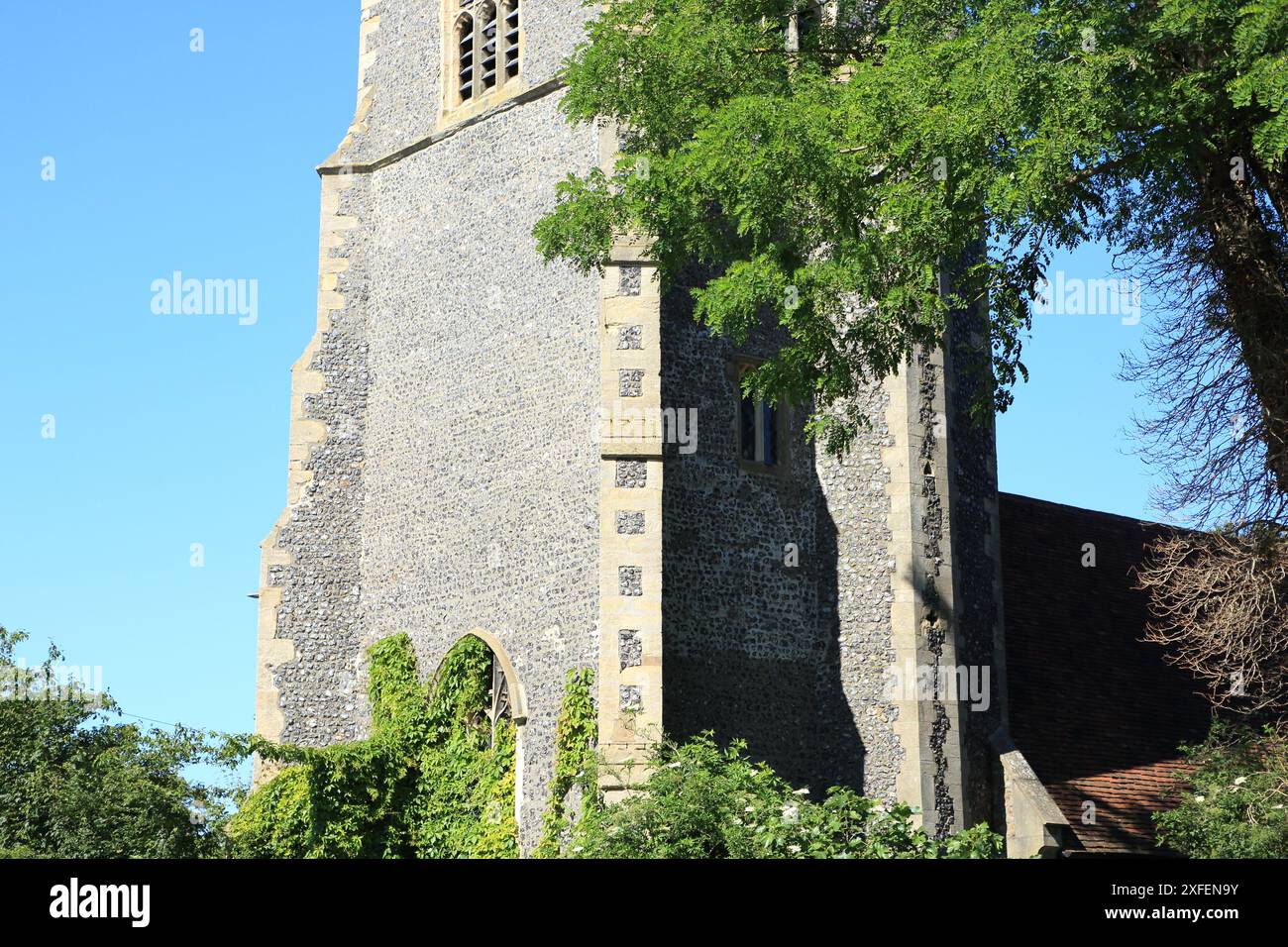 Colchester Natural History Museum in former All Saints church ...
