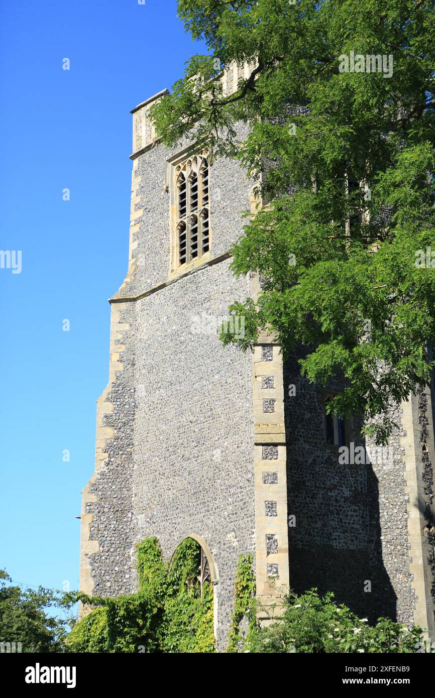 Colchester Natural History Museum in former All Saints church ...