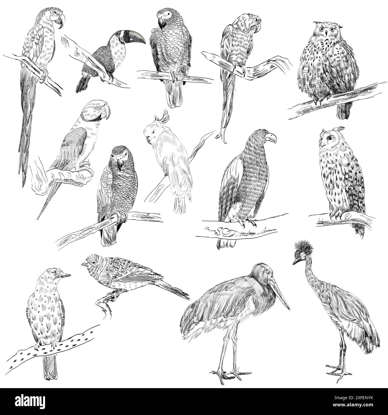 Vector sketch of a birds. Hand drawn illustration Stock Vector Image ...