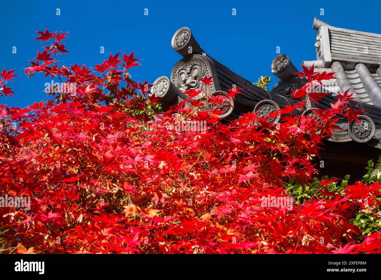Autumn in Japan. Maple Tree red leaves with japanese traditional roof ...
