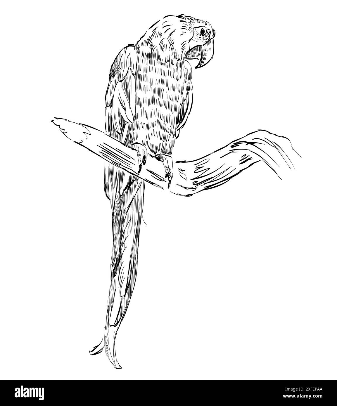 Vector sketch of a parrot. Hand drawn illustration Stock Vector Image ...