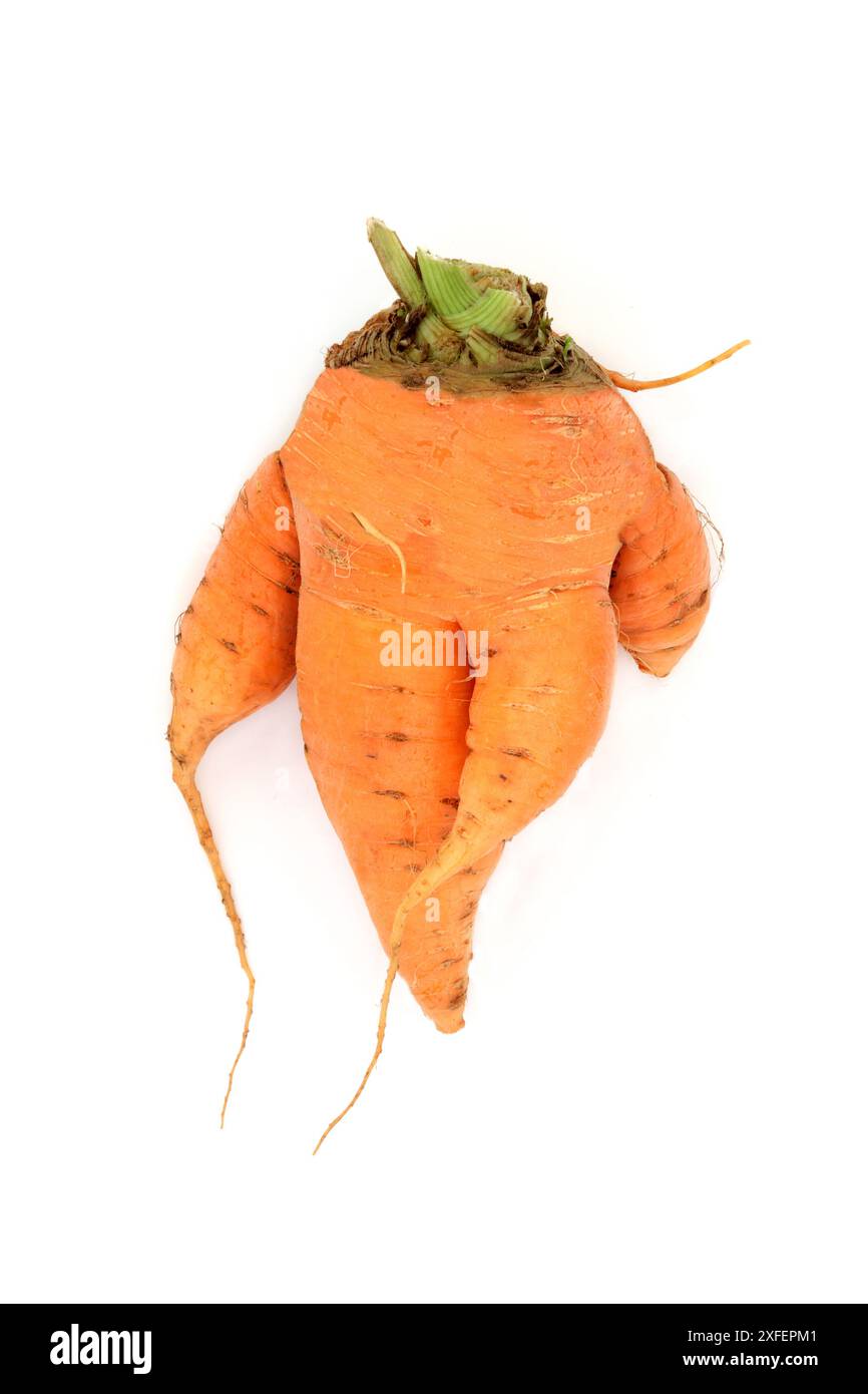 Pythium hi-res stock photography and images - Alamy