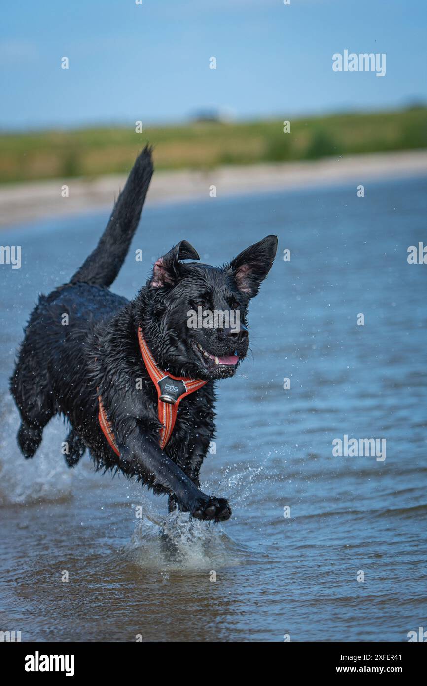 Action shots of a Black Labrador Retriever running in the water at the ...