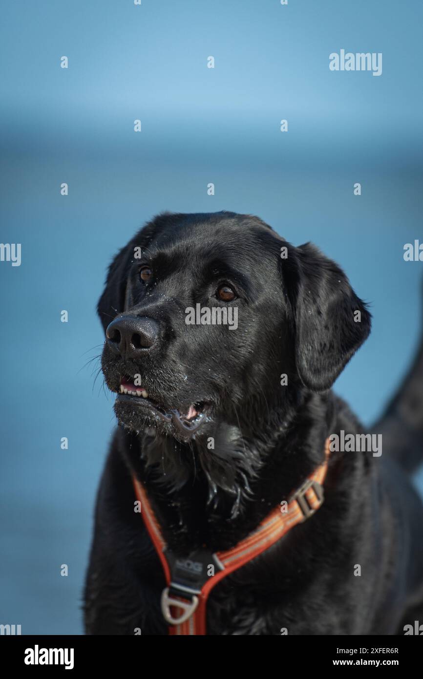 Black Labrador Retriever portrait at the beach between Lelystad and ...