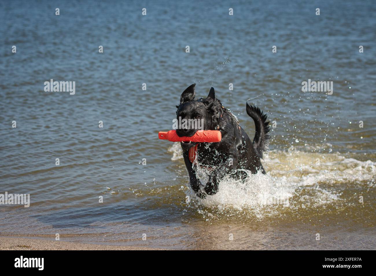 Action shots of a Black Labrador Retriever running in the water at the ...