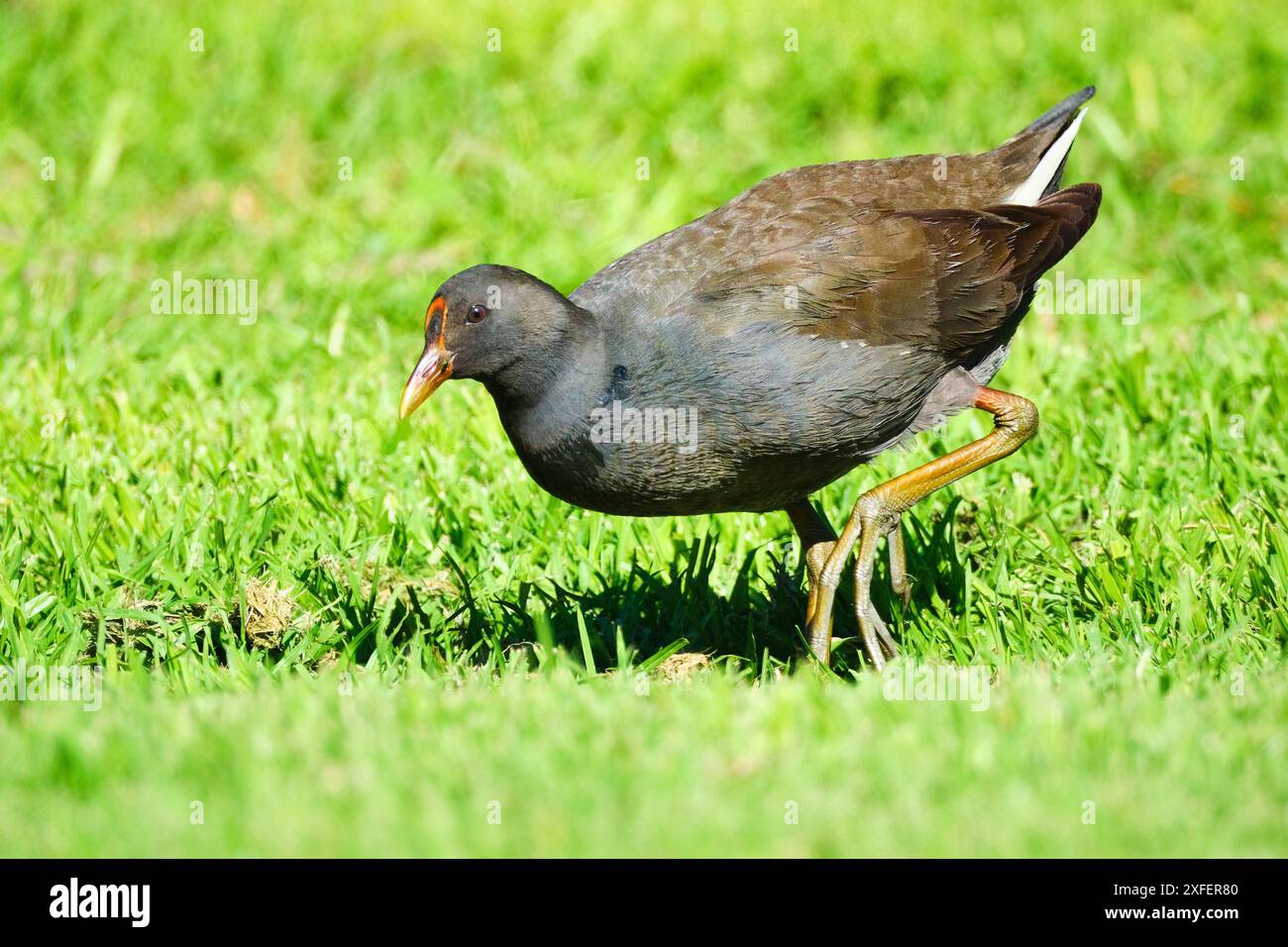 A young Dusky Moorhen, Gallinula tenebrosa, with almost adult plumage ...