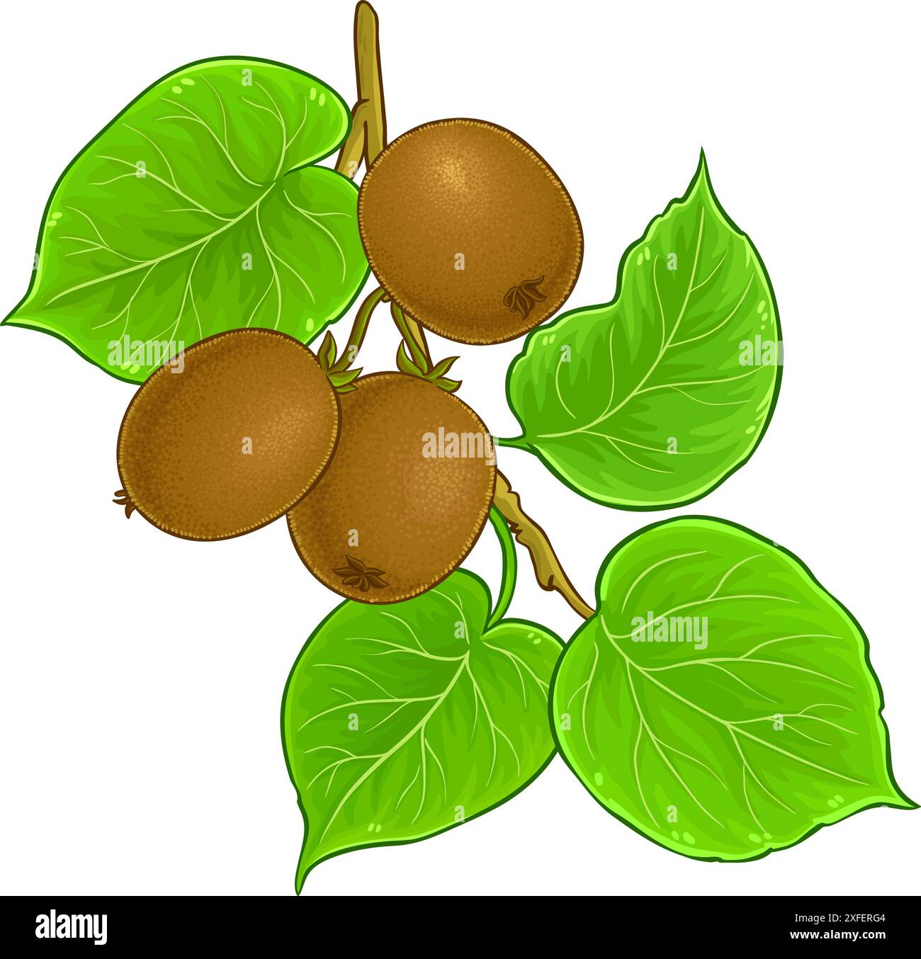 Kiwi Branch with Fruits and Leaves Colored Detailed Illustration ...