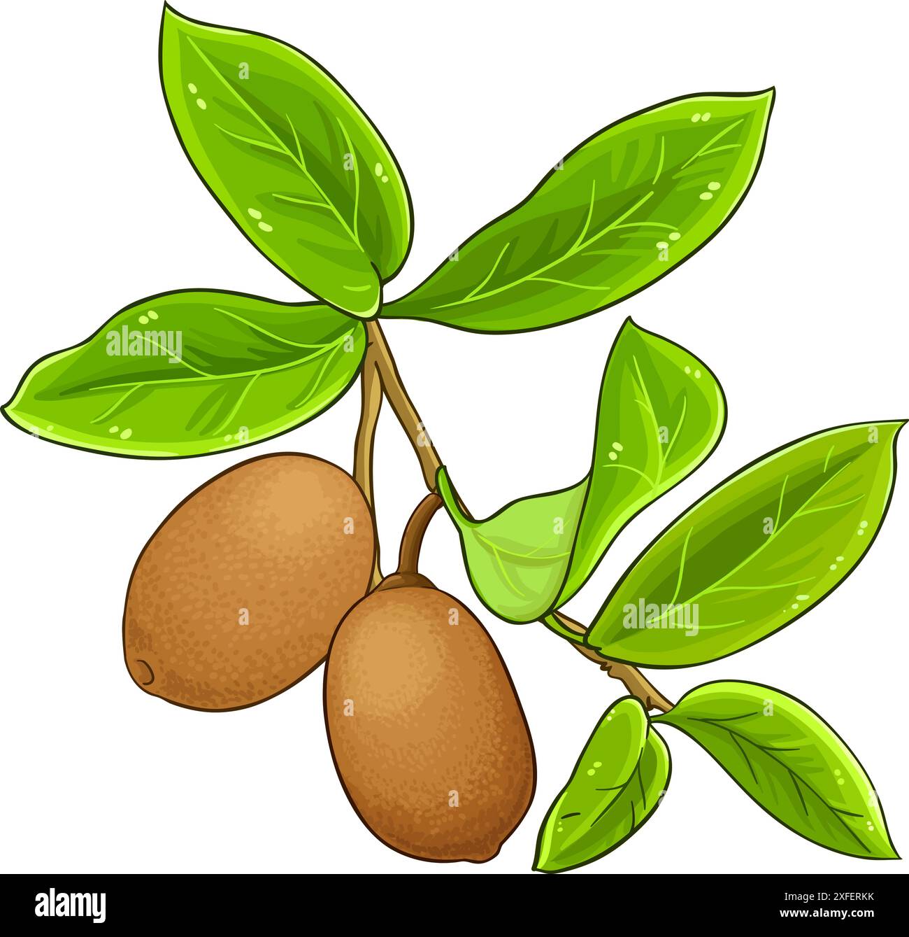 Cupuacu Branch with Fruits and Leaves Colored Detailed Illustration ...