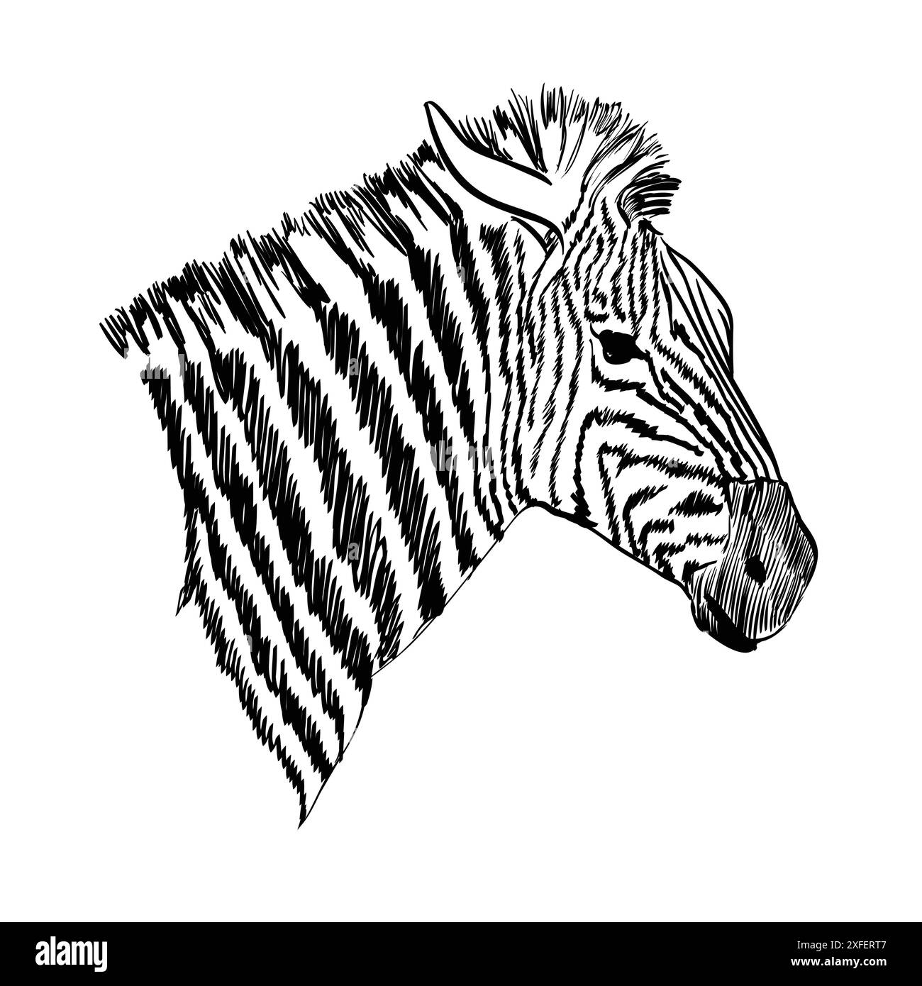 Sketch of a zebra. Hand drawn vector illustration Stock Vector Image ...
