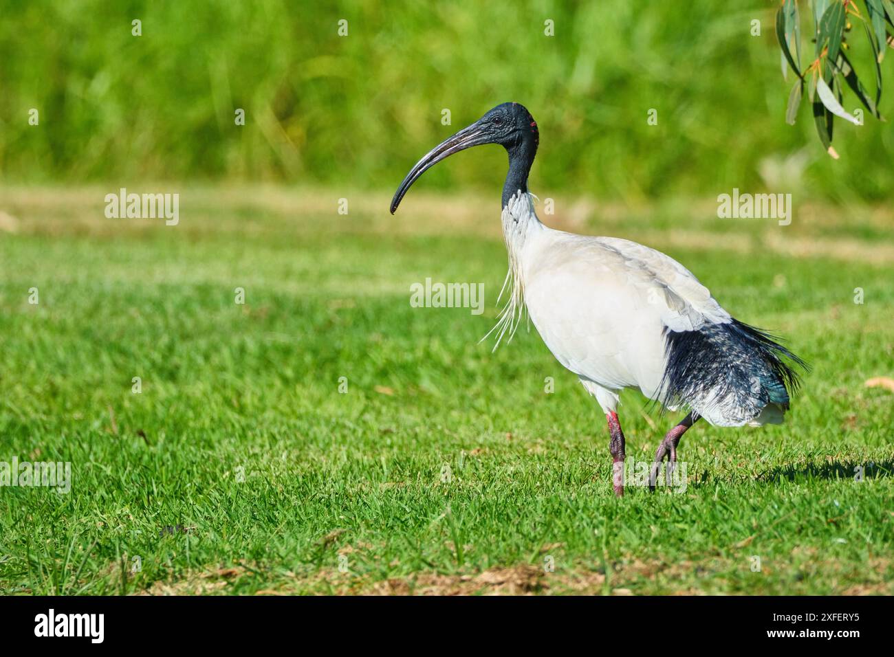 An Australian White Ibis, Threskiornis moluccus, colloquially known as ...