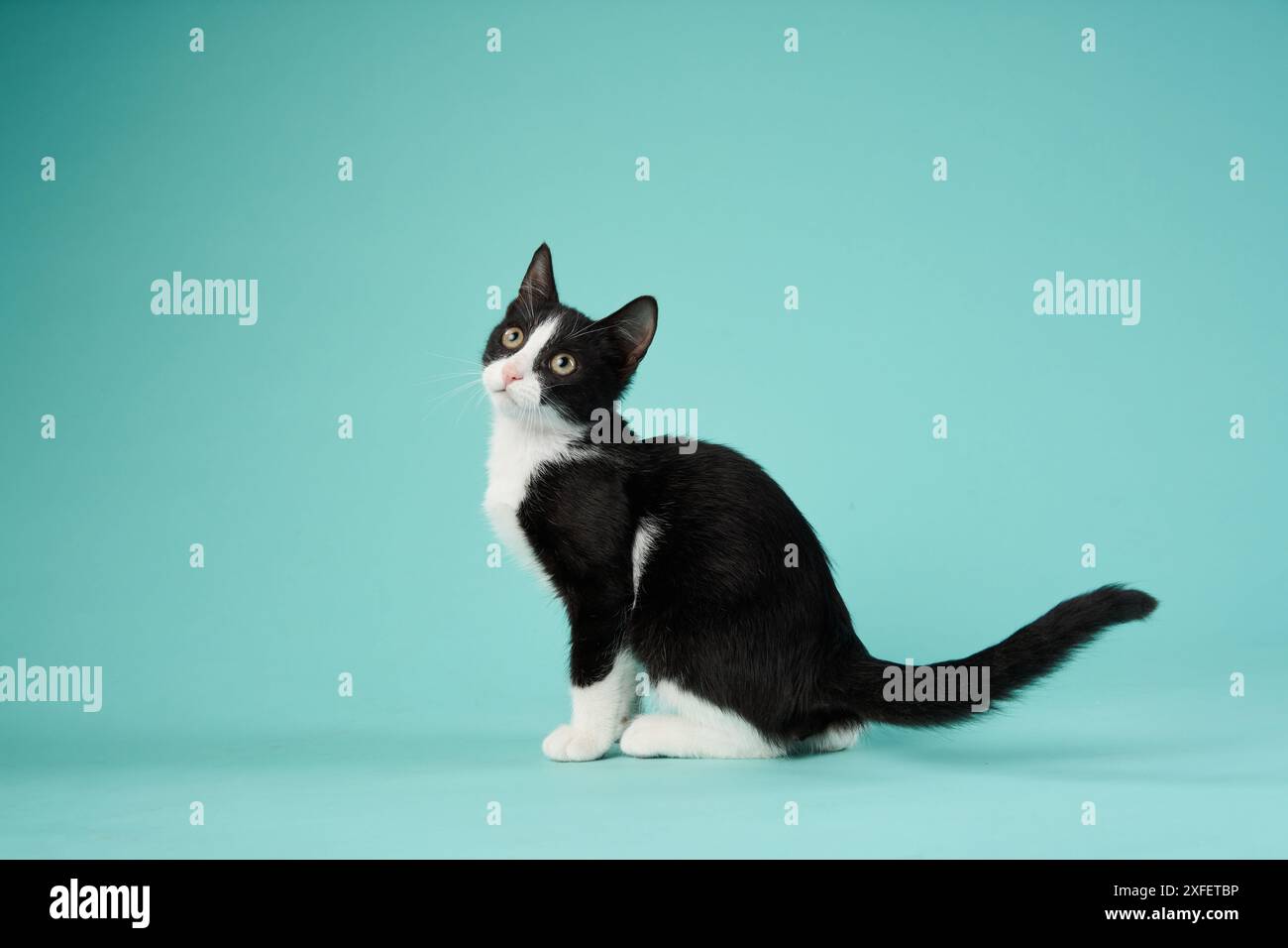 Black and white kitten, Cyan studio background. A playful cat looking ...