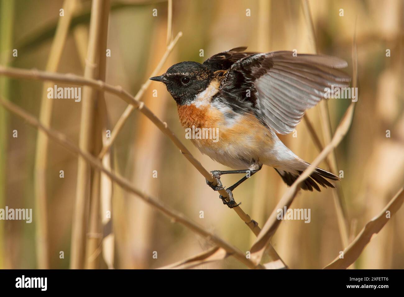 Siberian stonechat, Asian stonechat (Saxicola maurus), male perches ...