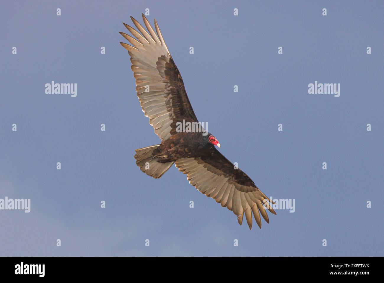 turkey vulture (Cathartes aura), in gliding flight, circling in thermal ...