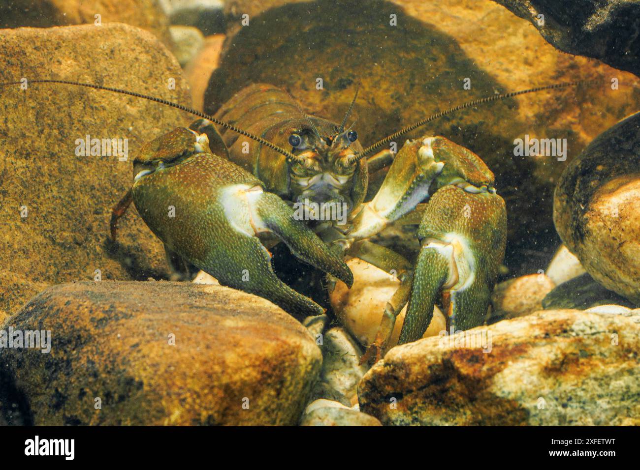 signal crayfish (Pacifastacus leniusculus), male hidden between large ...