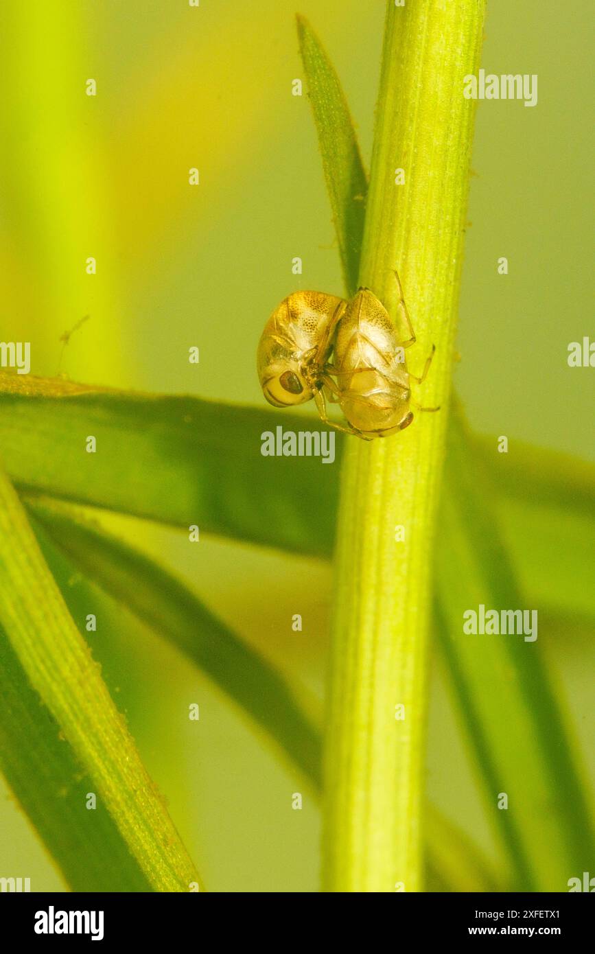 Pleidae hi-res stock photography and images - Alamy