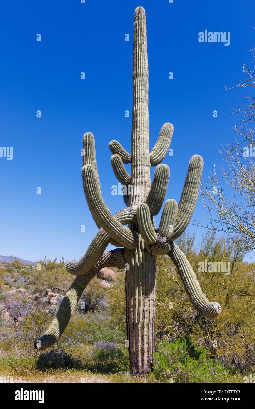 saguaro cactus (Carnegiea gigantea, Cereus giganteus), over one hundred ...