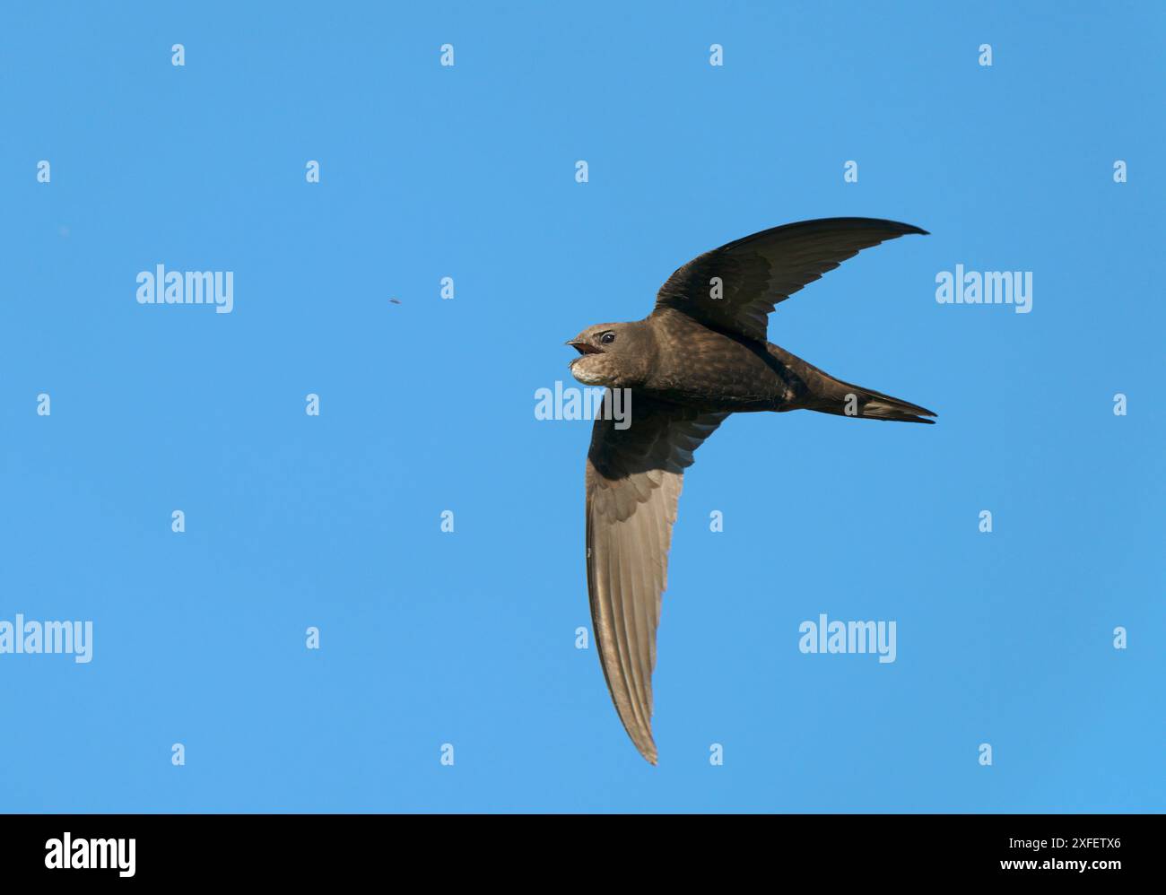 Eurasian swift (Apus apus), caught an insect in flight, Netherlands ...