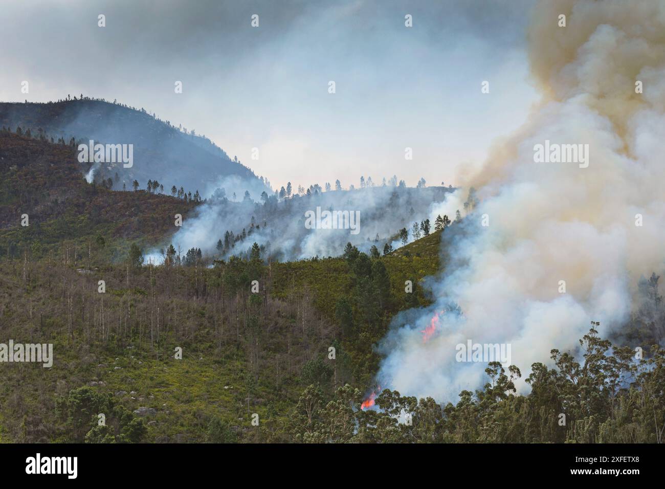 Forest fire with heavy smoke, South Africa, Eastern Cape, Kou-Kamma ...