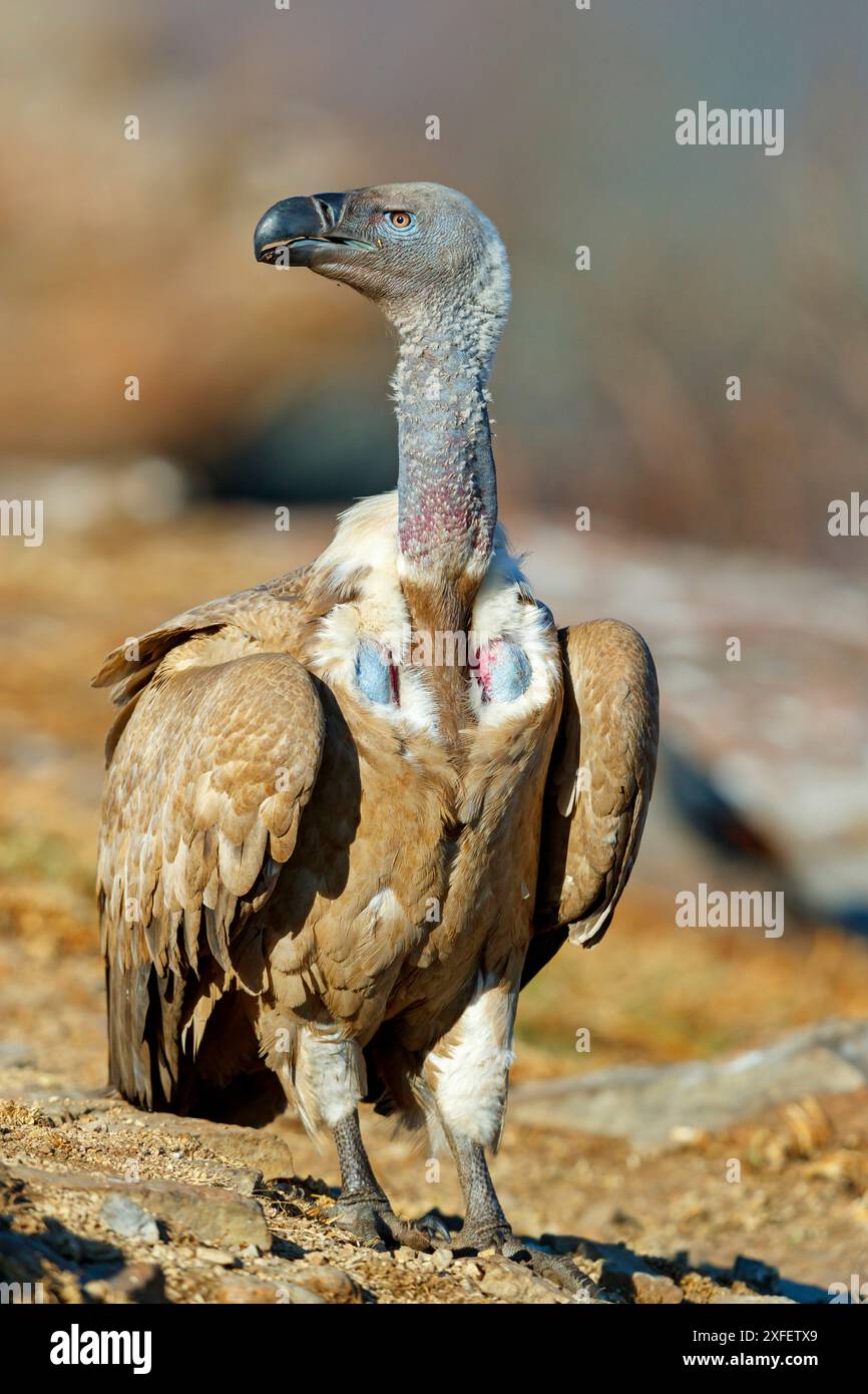 Cape vulture (Gyps coprotheres), sitting on the ground looking around ...