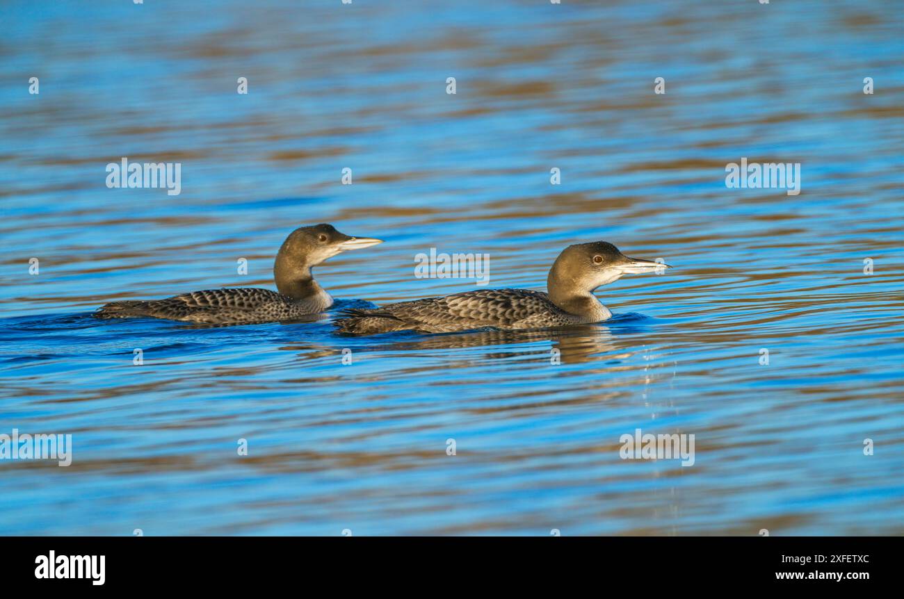 great northern diver, common loon (Gavia immer), two juvenile common ...