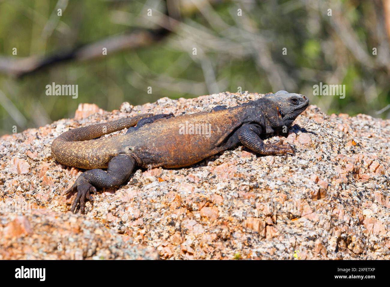 Common chuckwalla, northern chuckwalla (Sauromalus ater), male ...