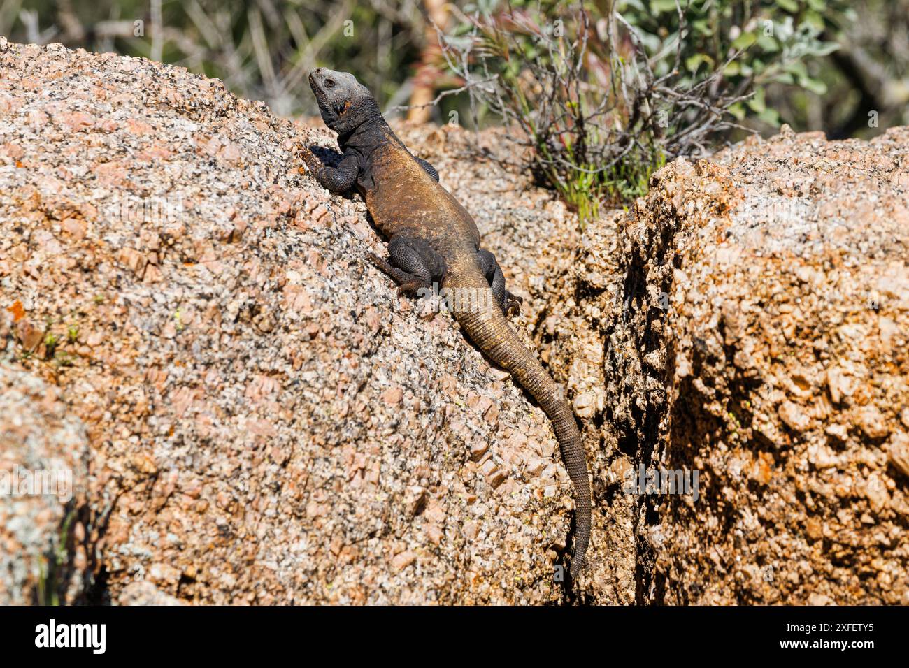 common chuckwalla, northern chuckwalla (Sauromalus ater), male ...