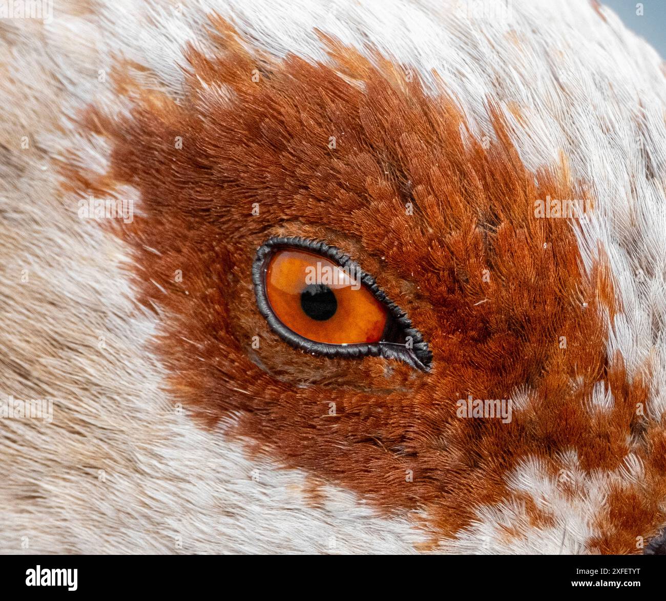 Egyptian goose eyes hi-res stock photography and images - Alamy