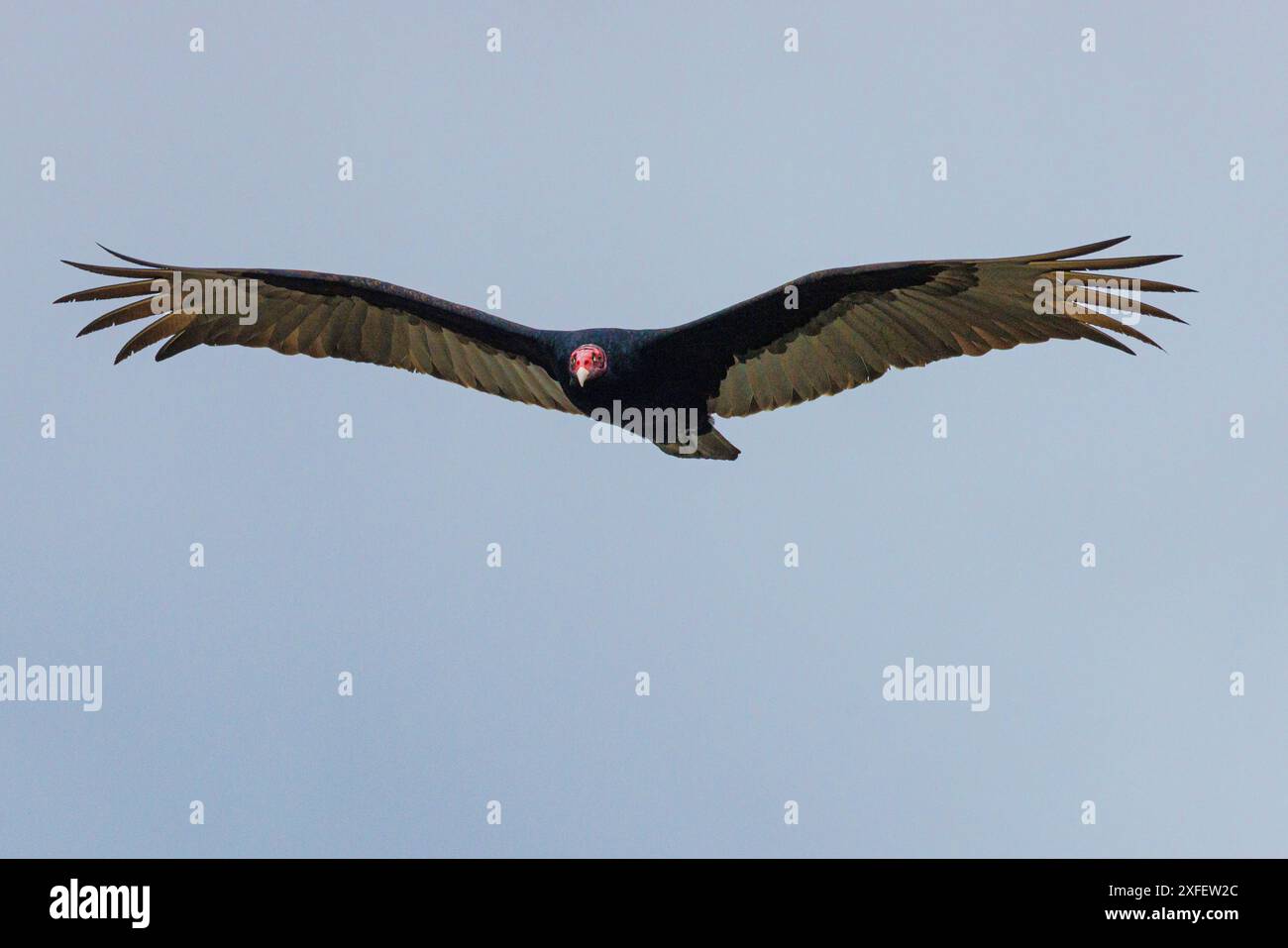 turkey vulture (Cathartes aura), in gliding flight, front view, USA ...