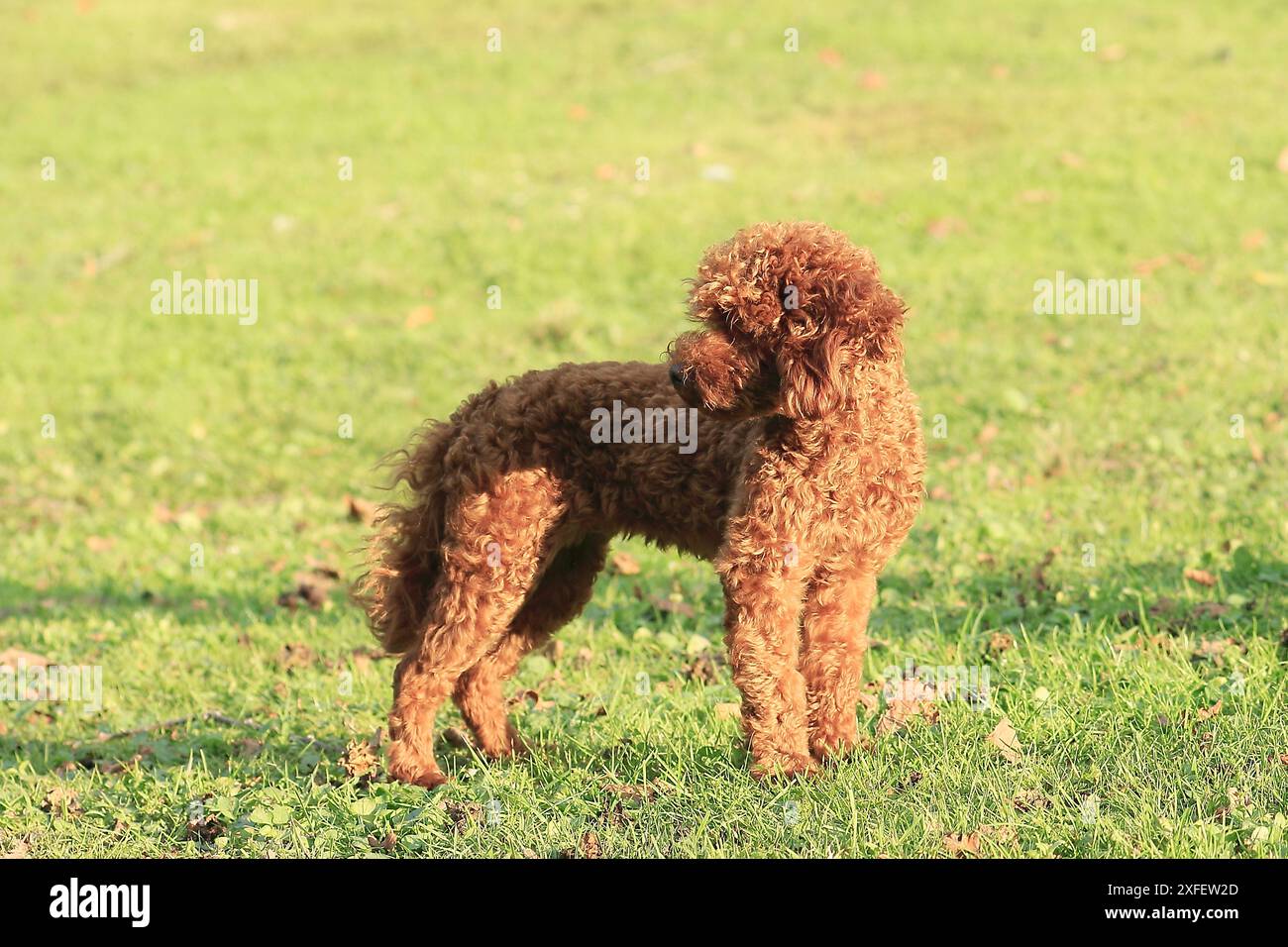 Gesellschafts hund hi-res stock photography and images - Alamy