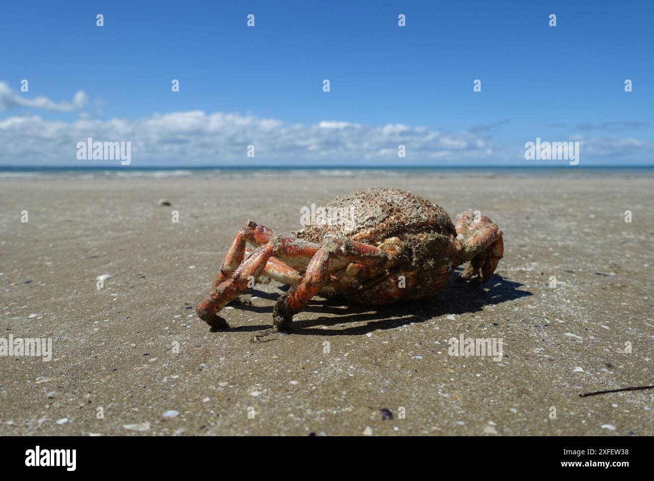 spider crabs (Majidae), dead spider crab on sandy beach, France ...